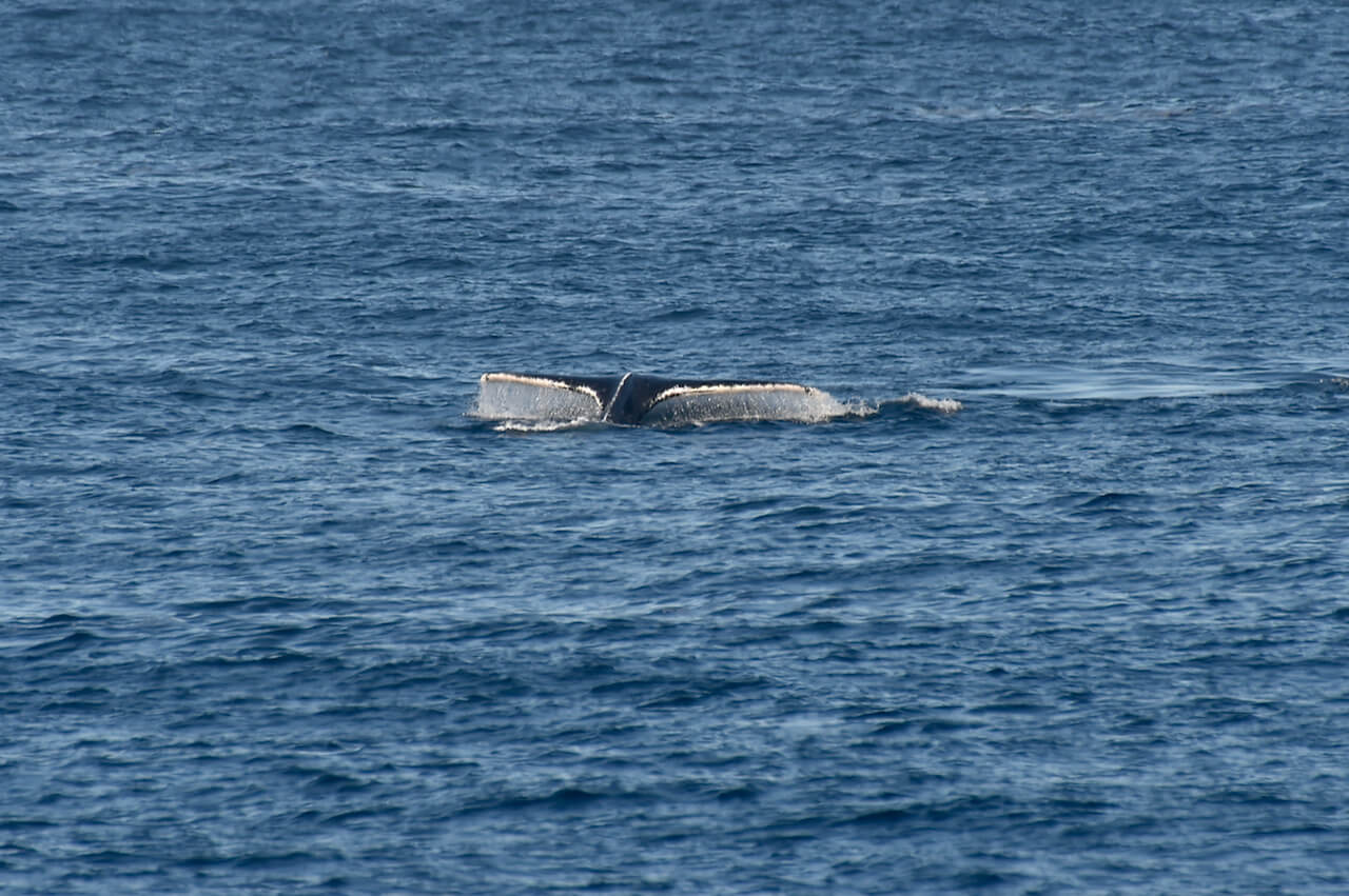 Boaters urged to be careful during whale migration season - Marine ...