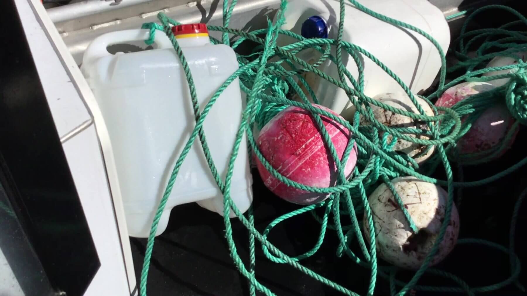 Marine Rescue NSW volunteers play vital role in successful whale ...